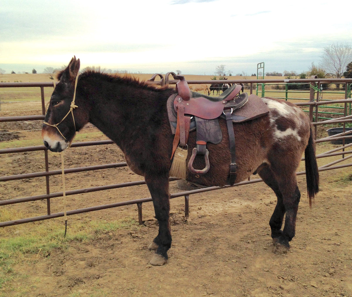 Mules using the SPH Saddle Pad – Schurig Performance Gear